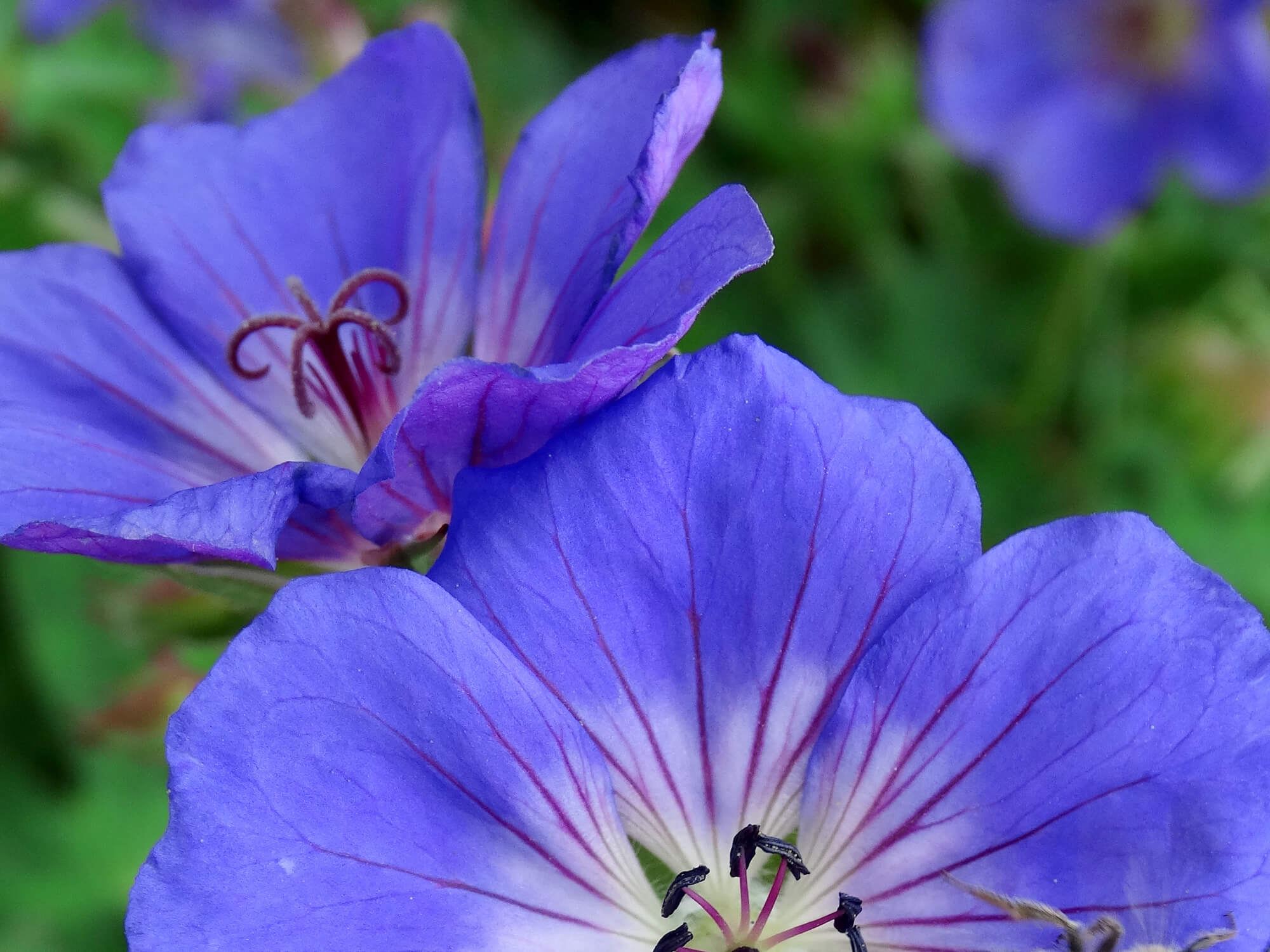Bodziszek Rozanne sadzonka P9 -sklep internetowy Zielonym do Góry