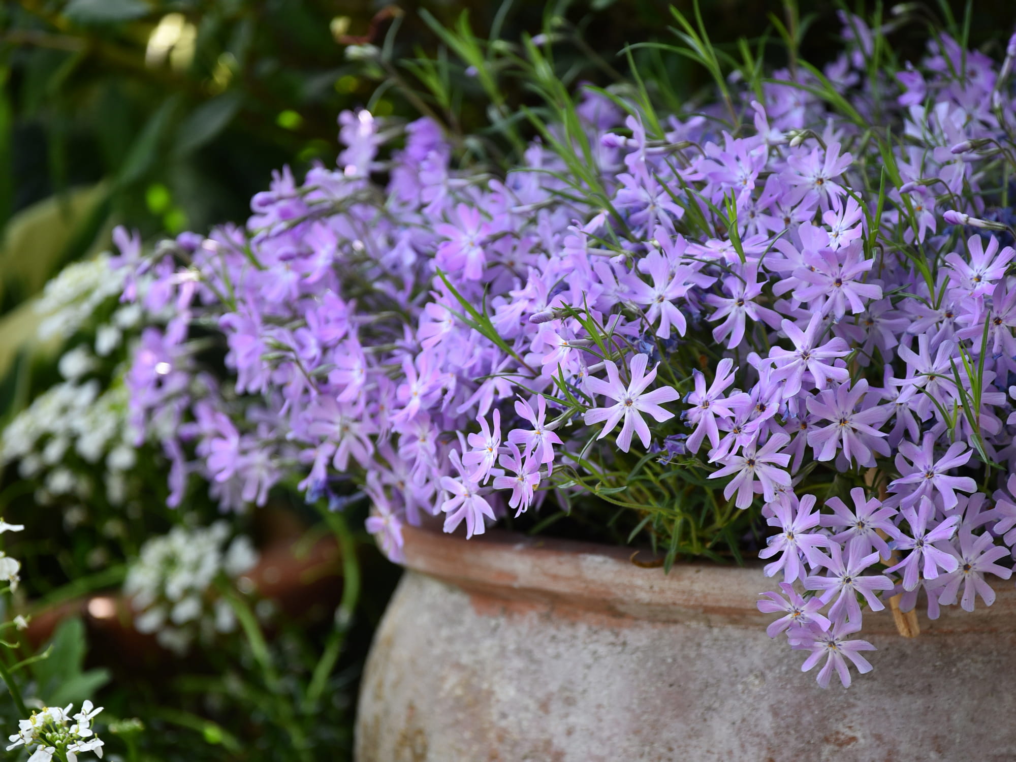 Floks szydlasty Beedazzled Lavender