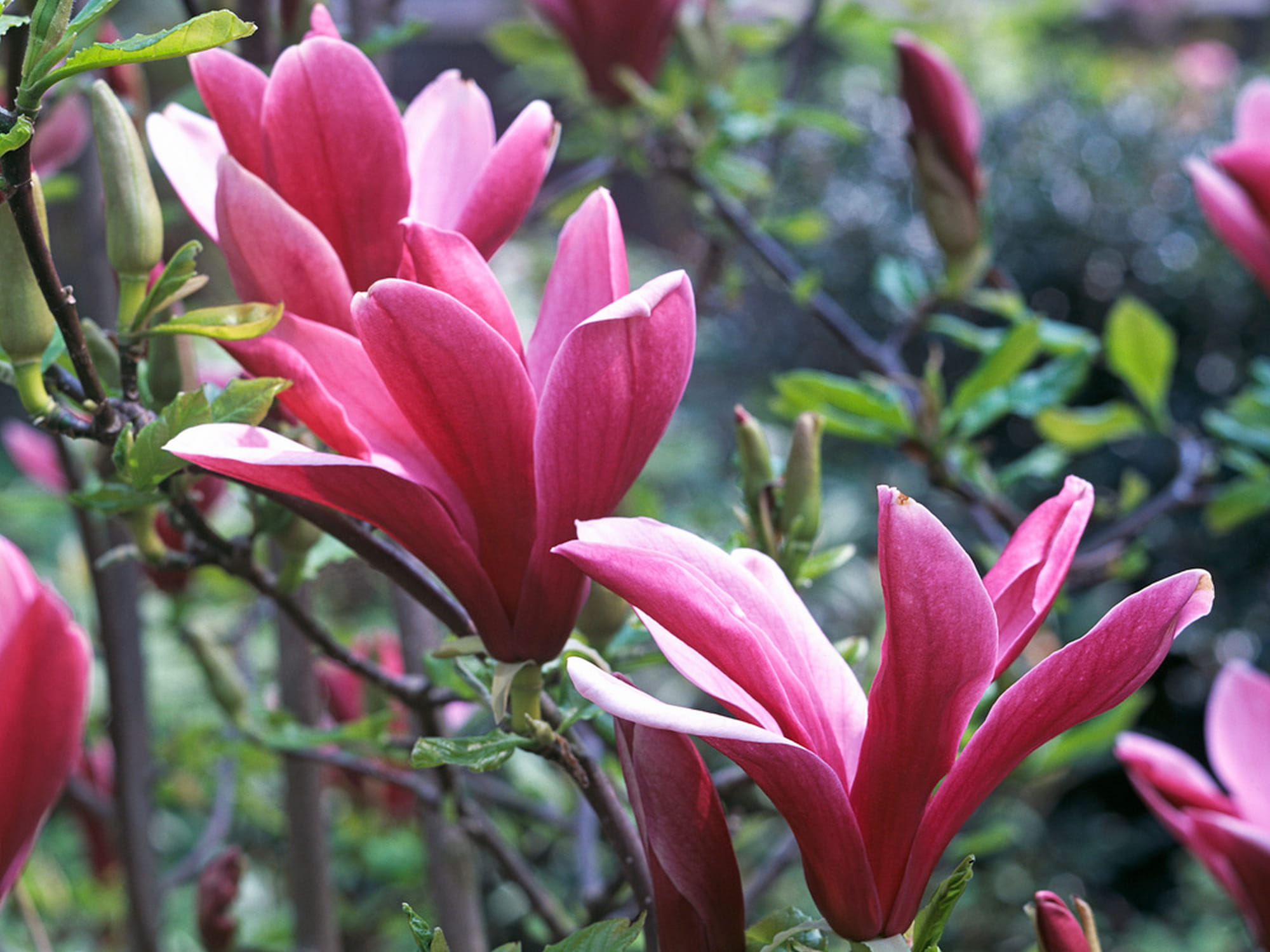 Magnolia purpurowa Nigra P9 ciemnoróżowa sklep internetowy Zielonym Do Góry