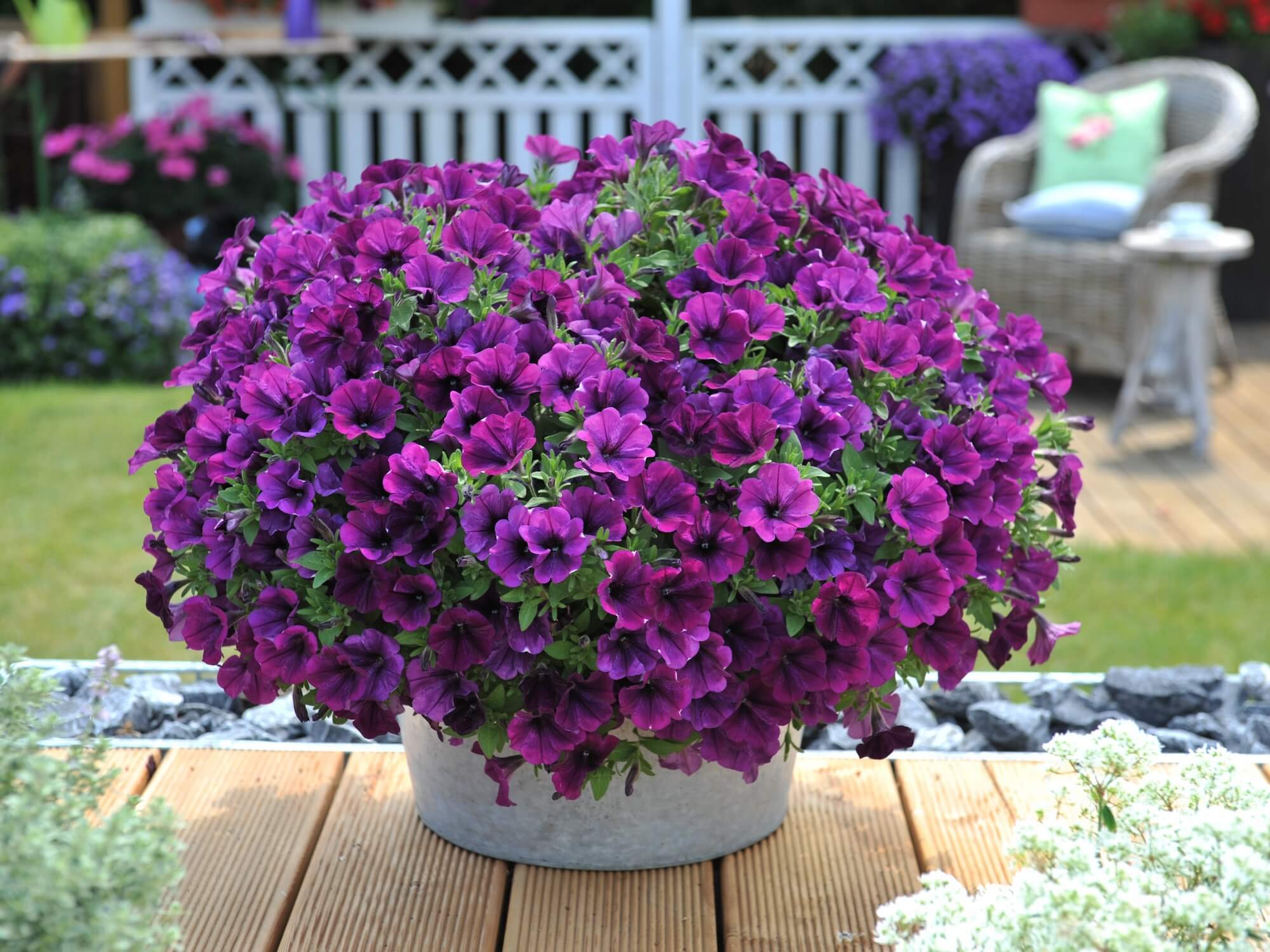 Petunia ‘Potunia Piccola Lilac’ P9 fioletowa - Zielonym do Góry