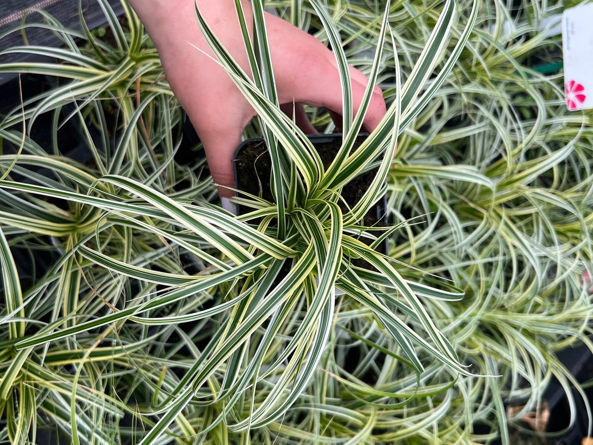 Turzyca Feather Falls P9 - sklep internetowy Zielonym do Góry