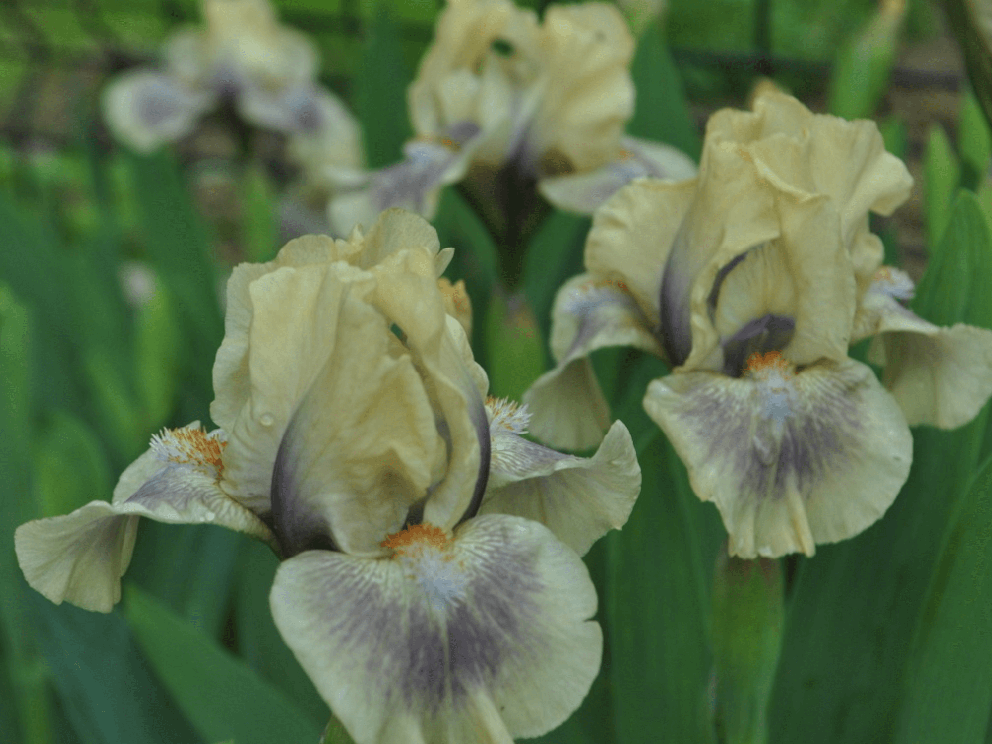 Irys niski Jabdah kłącze wielobarwne kwiaty nr 1241/1396 - Zielonym do Góry